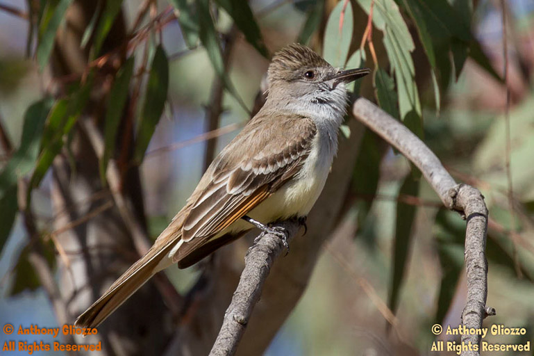 Birds Of Southern California