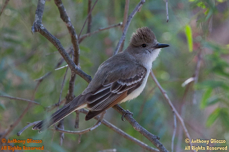 Birds Of Southern California