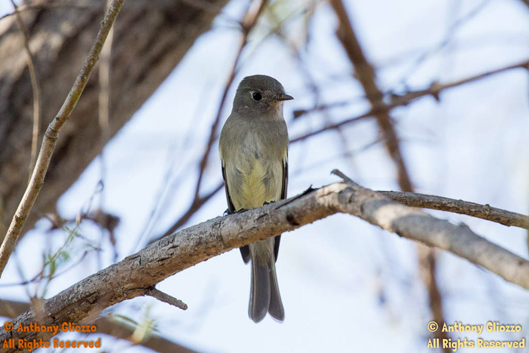 Birds Of Southern California
