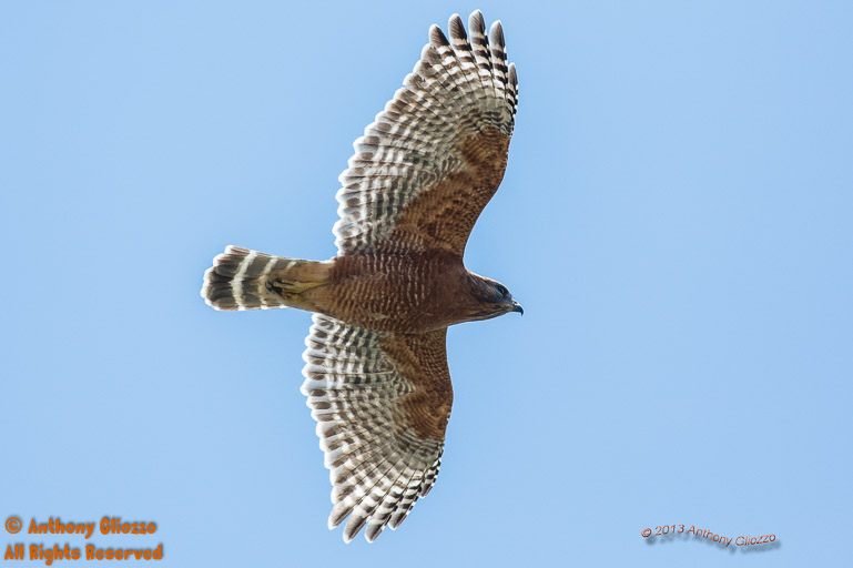 Birds Of Southern California