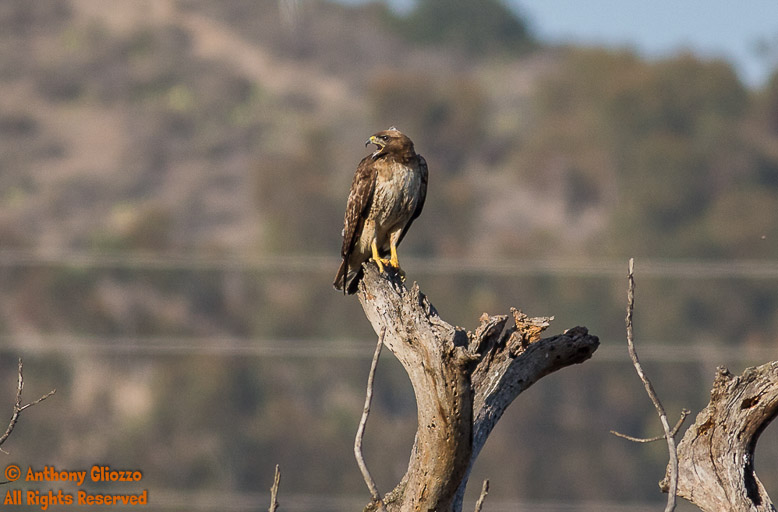Birds Of Southern California
